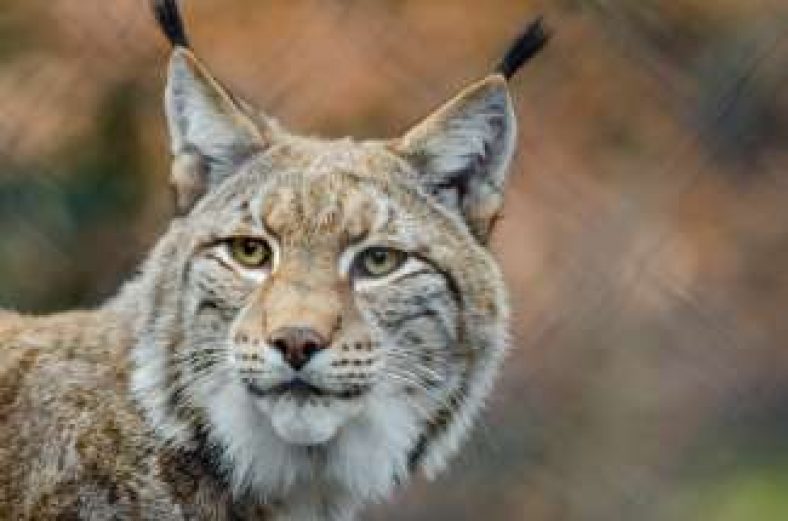 What Do Bobcats Eat? [Bobcat Diet List] | Pest Riddance