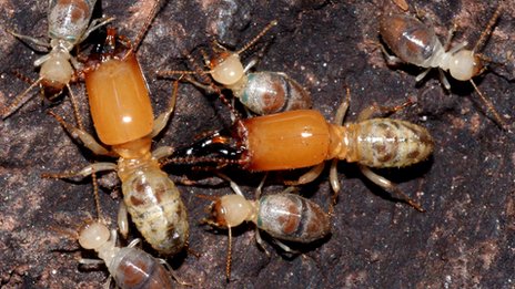What do Termites look like? How to Tell a Termite | Pest Riddance