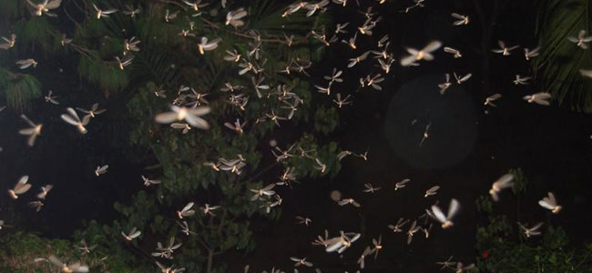Termite Swarms - What are nuptial flights? | Pest Riddance