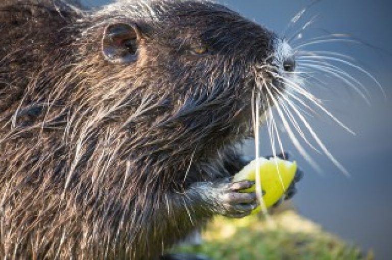 Muskrats: Helpful Information About The Muskrat