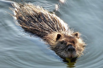 Muskrats: Helpful Information About The Muskrat