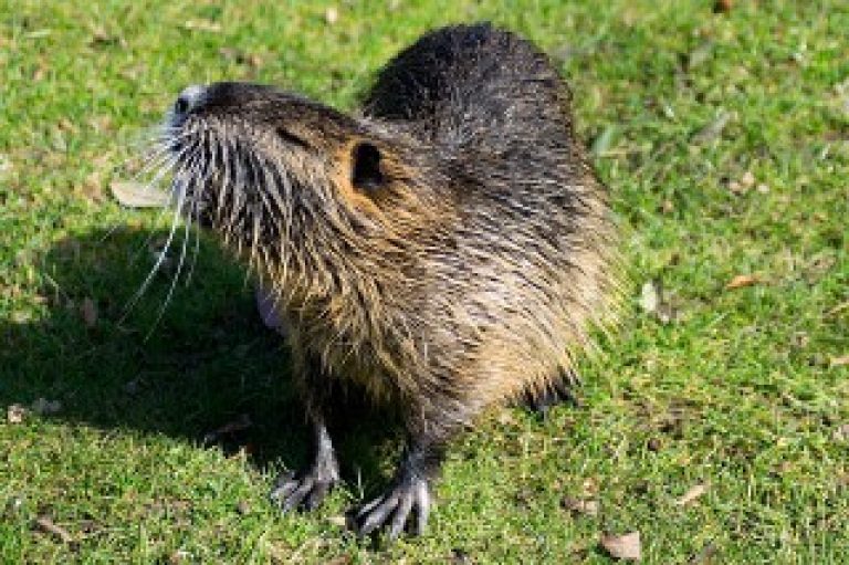 Muskrats: Helpful Information About The Muskrat