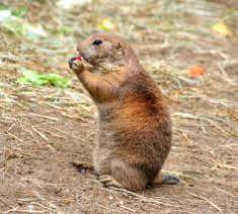 What do Gophers Look Like? | The Distinguishing Features of a Gopher